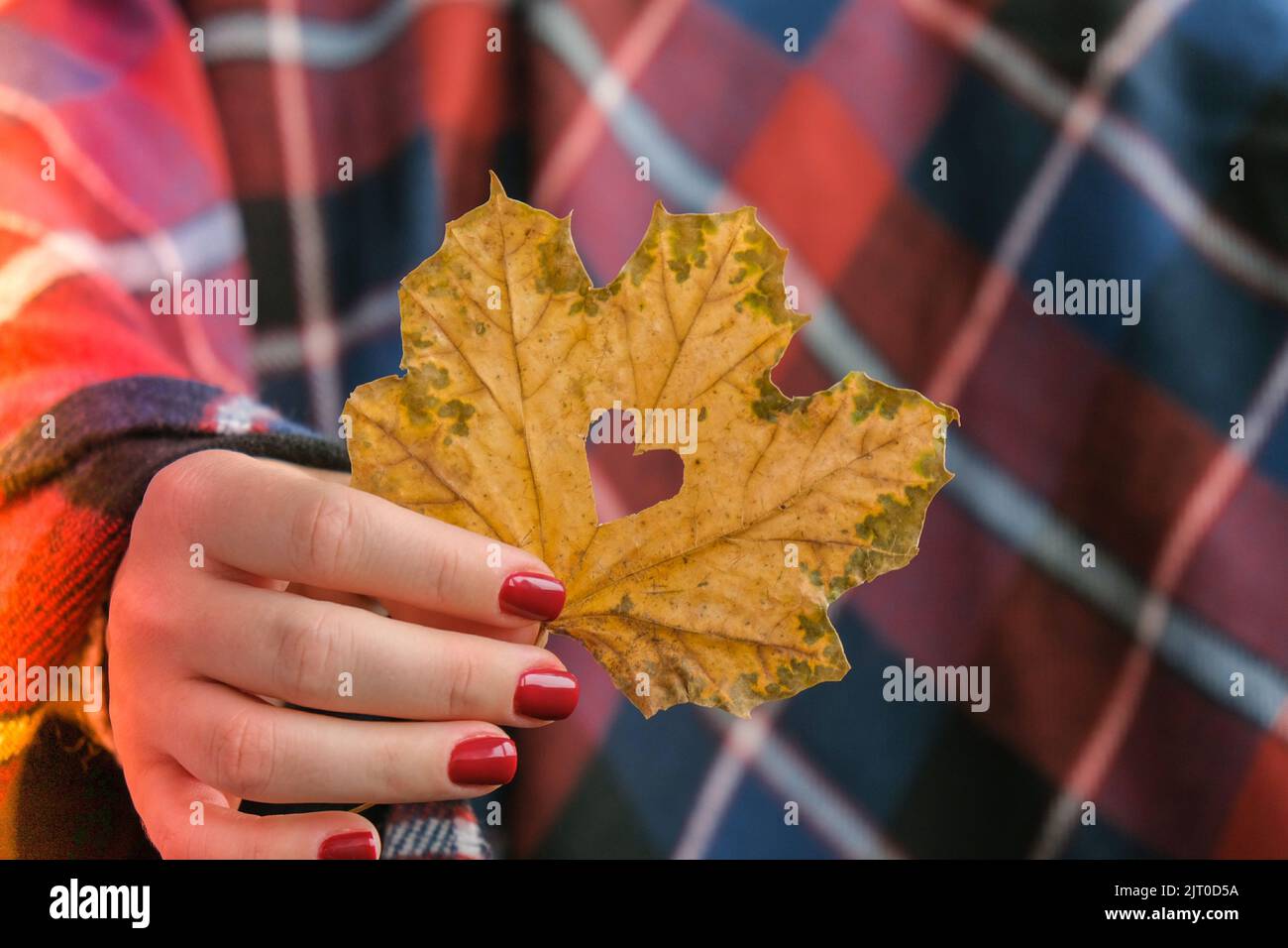 Stylish red female nails. Fall leaf with hole in heart shape in hands ...