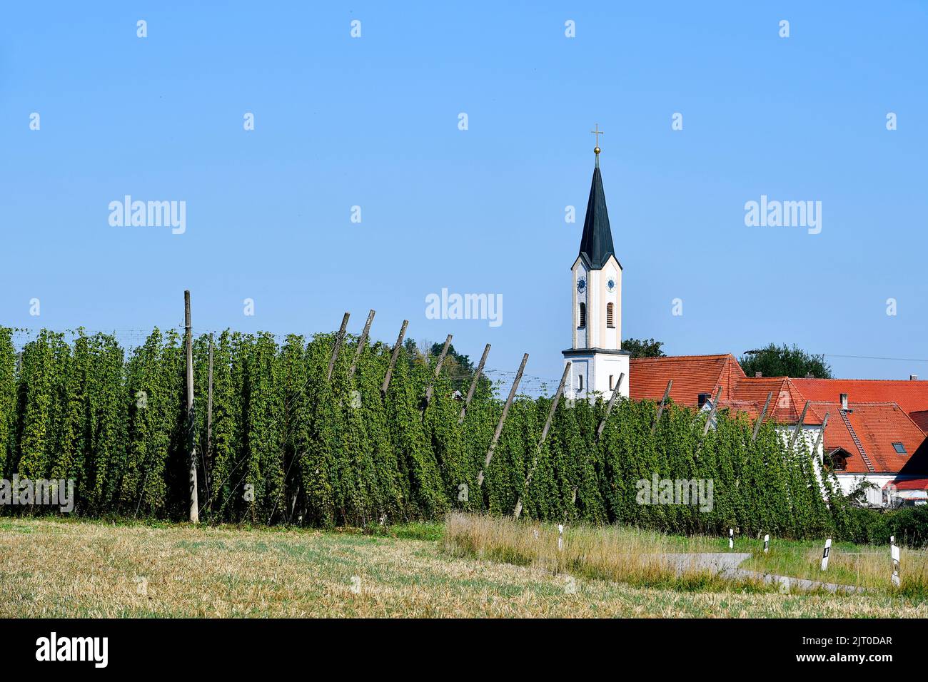 Church, steeple, Hop, Hops ready for harvest, overview of hop garden ...