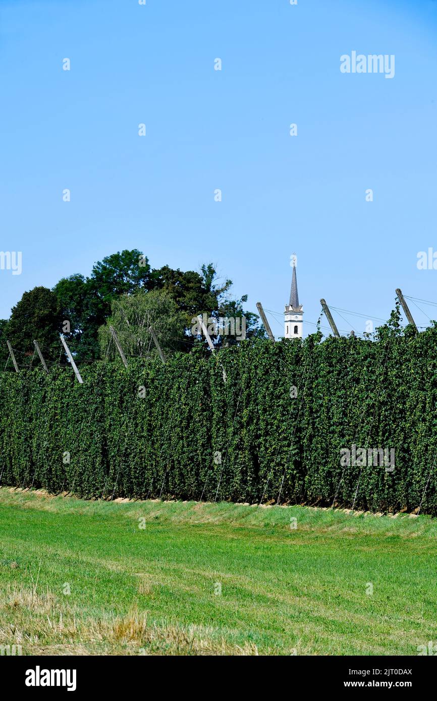 Church, steeple, Hop, Hops ready for harvest, overview of hop garden ...