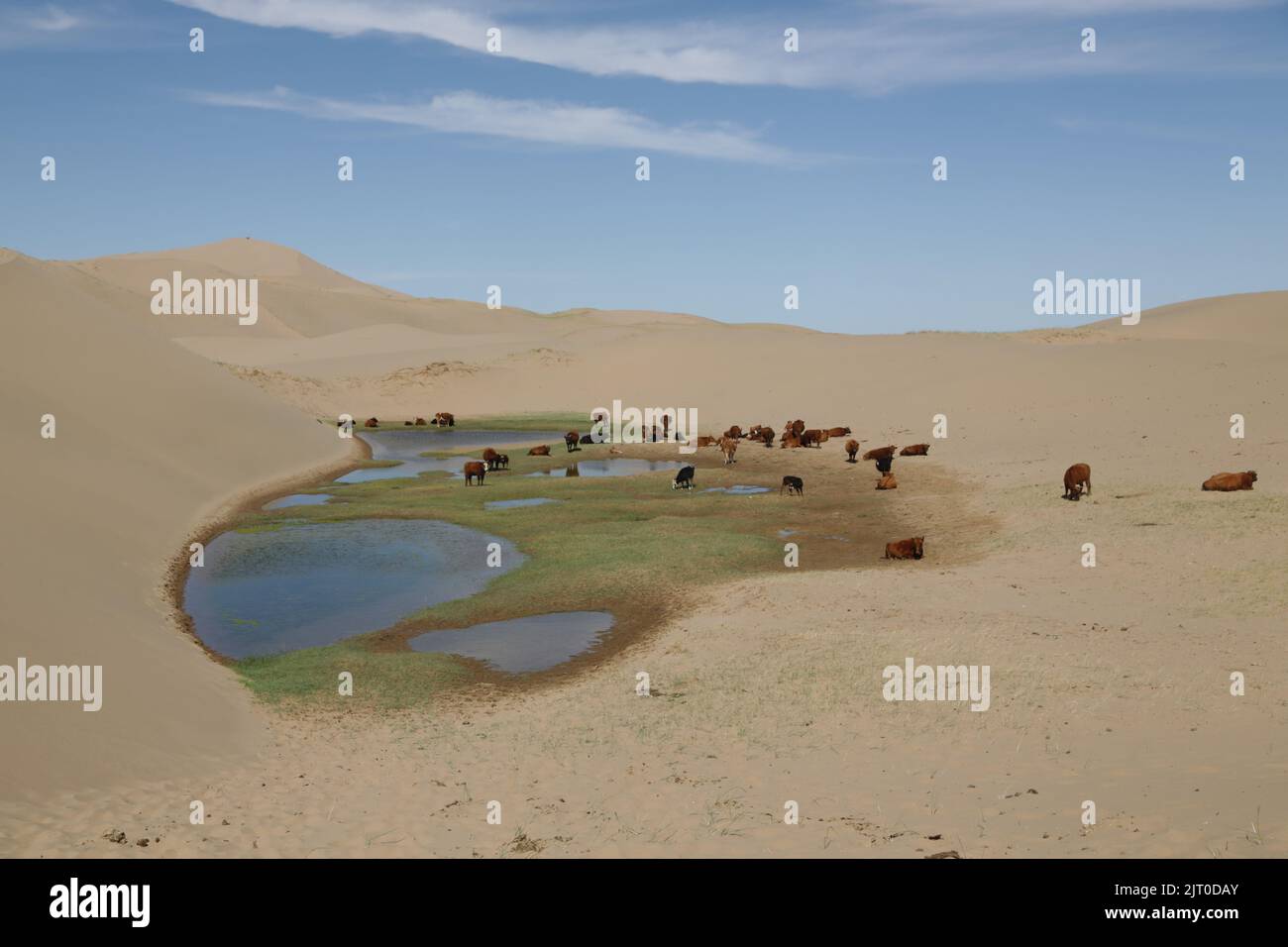 in the land of mongolia the nature and environment Stock Photo - Alamy