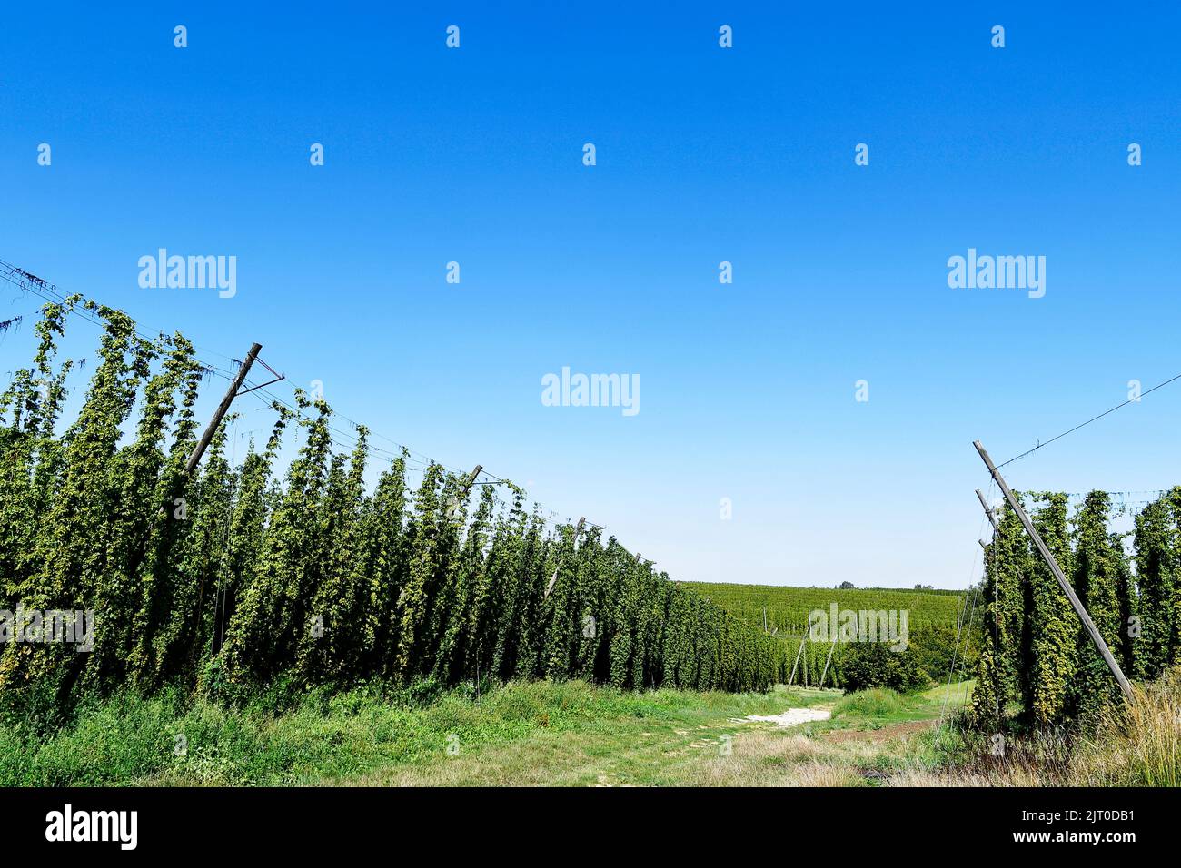 Hop, Hops, ready for harvest, overview, hop garden, hop field, hop ...