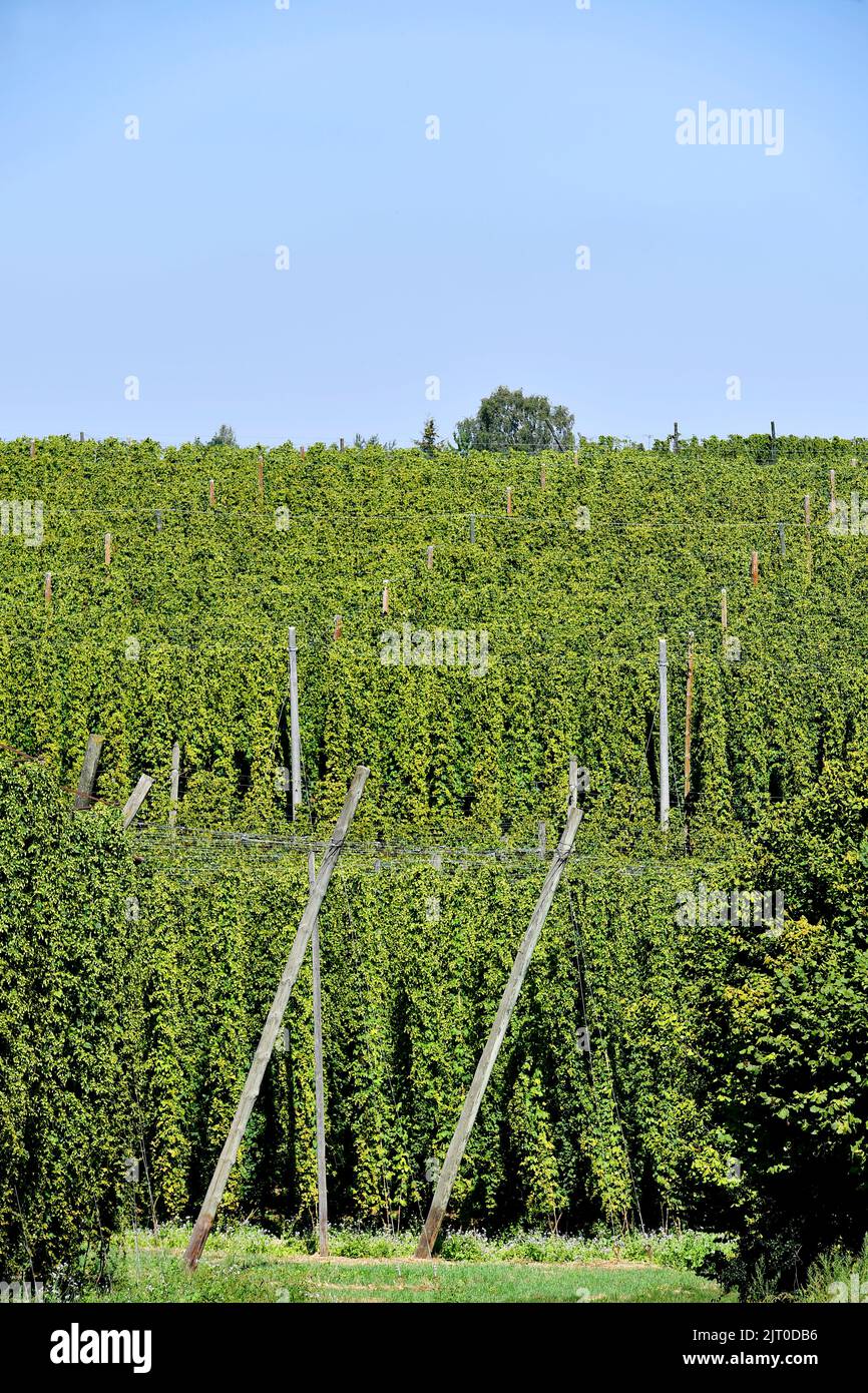 Hop, Hops, ready for harvest, overview, hop garden, hop field, vines ...