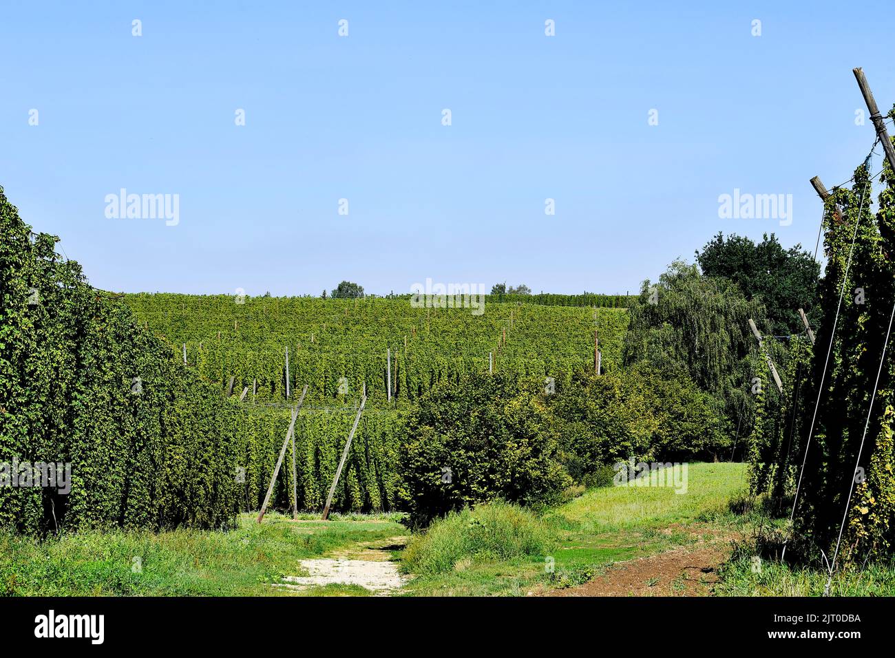 Hop, Hops, ready for harvest, overview, hop garden, hop field, vines ...