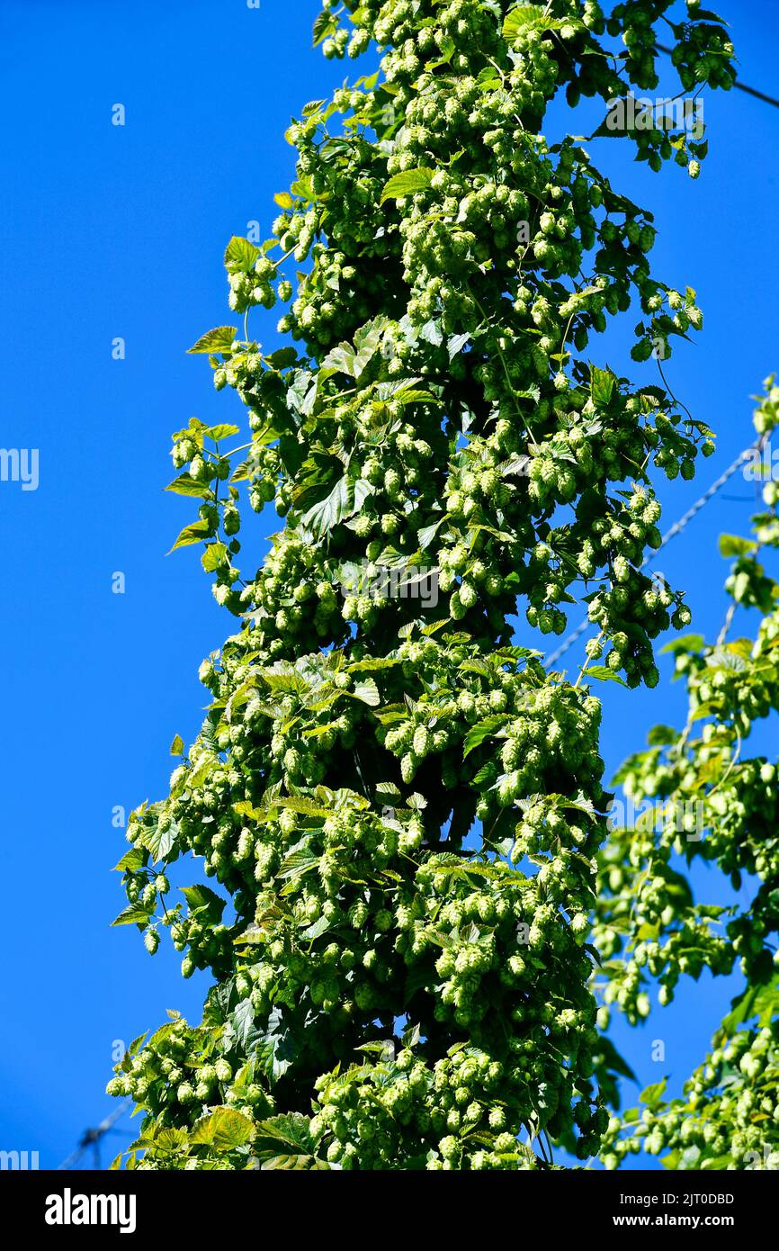 Hop, Hops, ready for harvest, overview, hop garden, hop field, vines ...