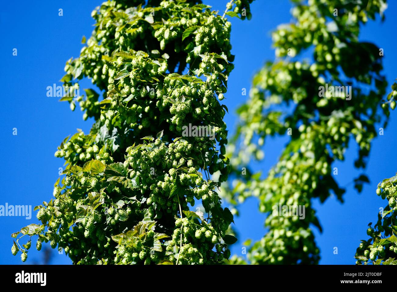Hop, Hops, ready for harvest, overview, hop garden, hop field, vines ...