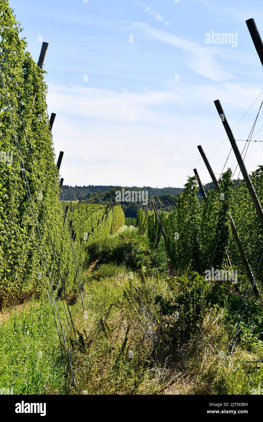 Hop, Hops, Beer, ready for harvest, overview, hop garden, field, corn ...