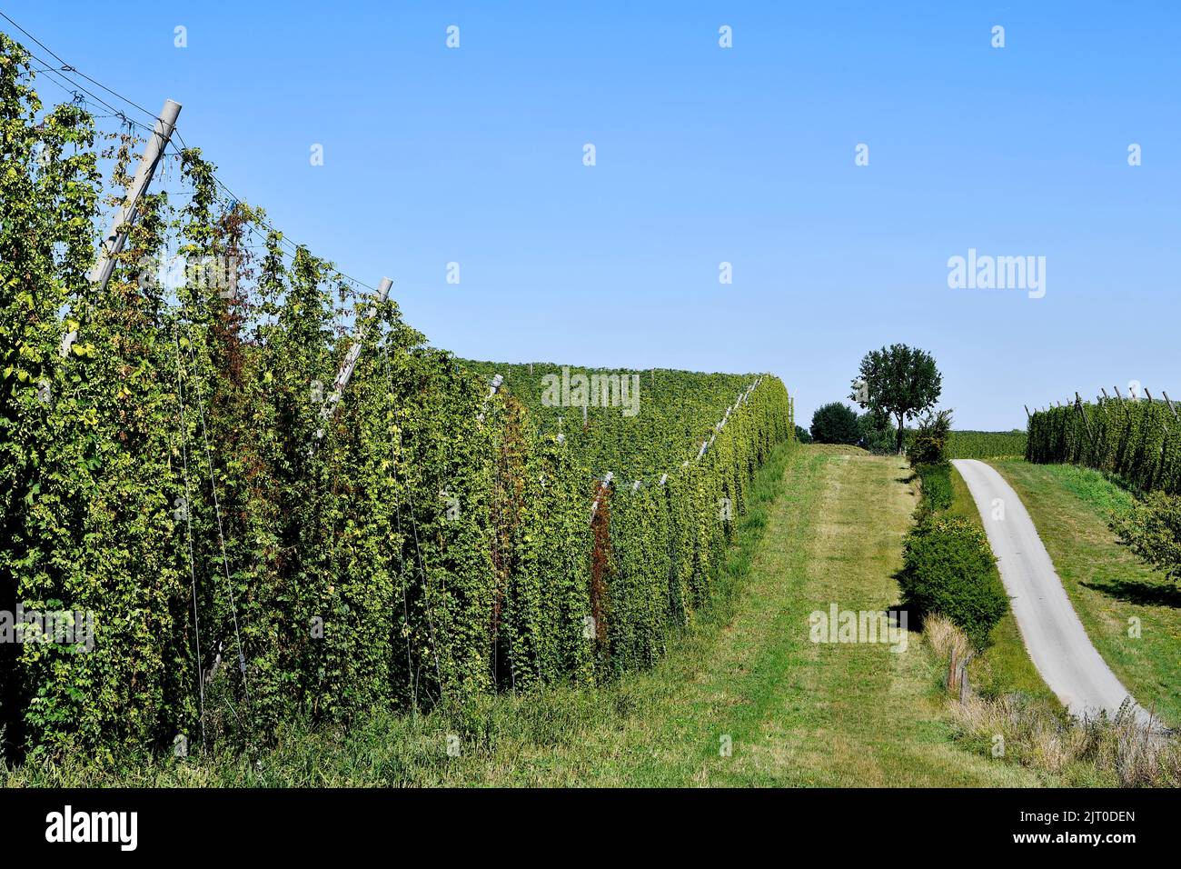 Hop, Hops, Beer, ready for harvest, overview, hop garden, field, corn ...