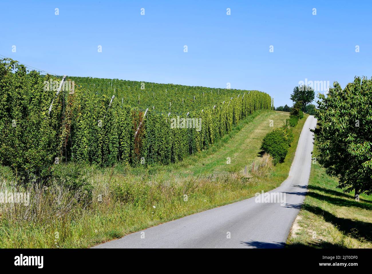 Hop, Hops, Beer, ready for harvest, overview, hop garden, field, corn ...