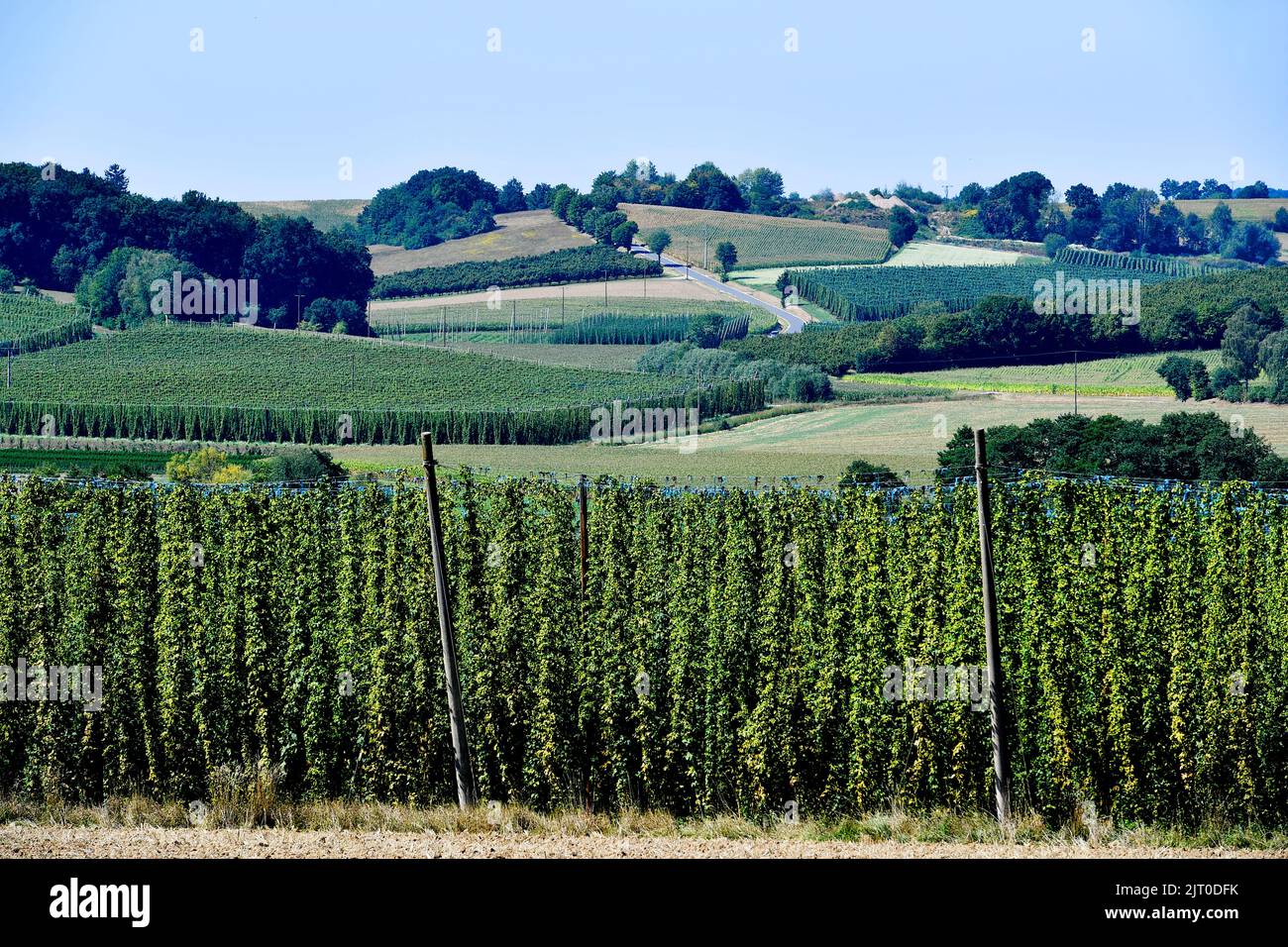 Hop, Hops, Beer, Hops ready for harvest, overview, hop garden, hop ...