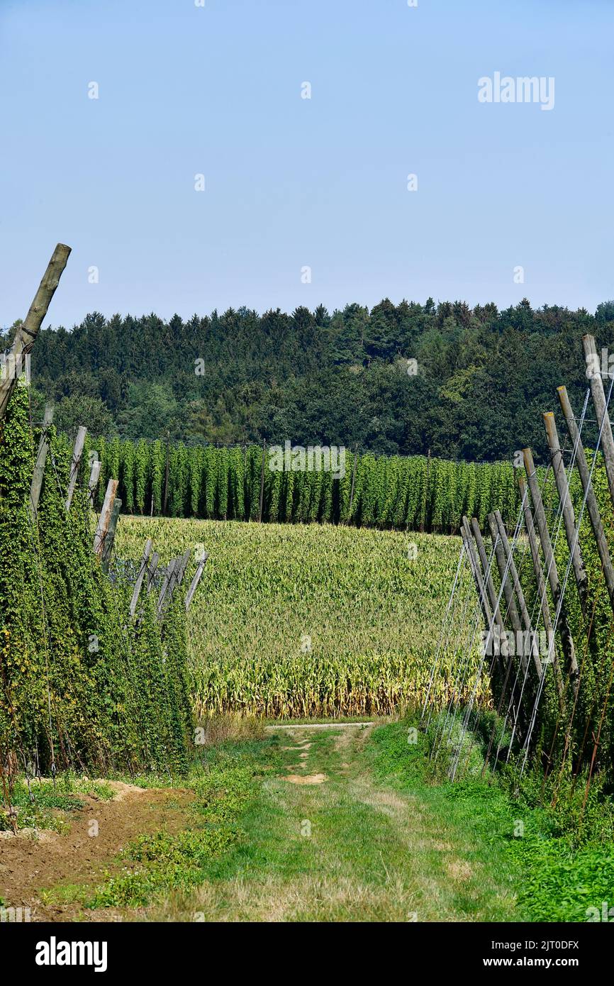 Hop, Hops, Beer, Hops ready for harvest, overview, hop garden, hop ...