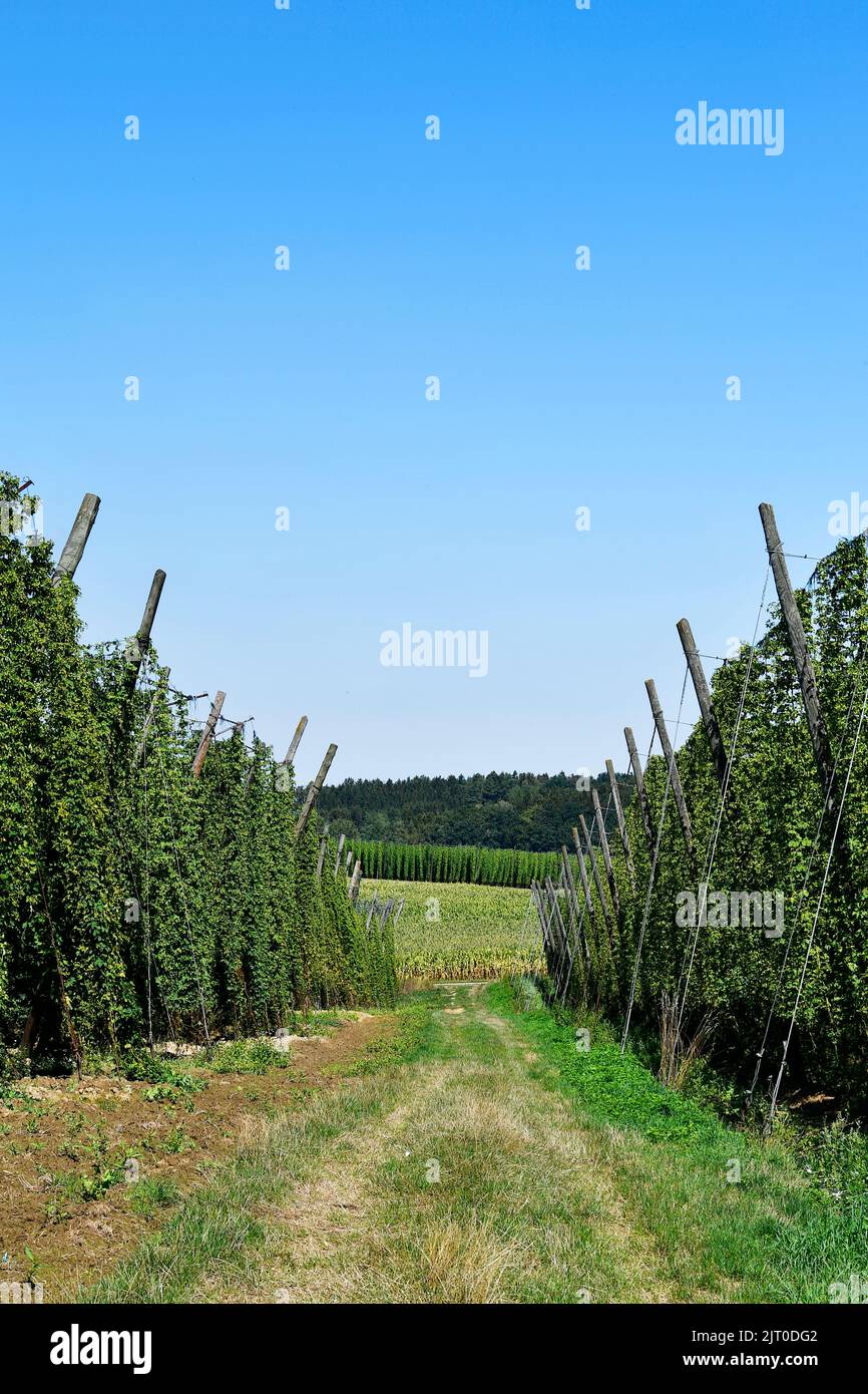 Hop, Hops, Beer, Hops ready for harvest, overview, hop garden, hop ...