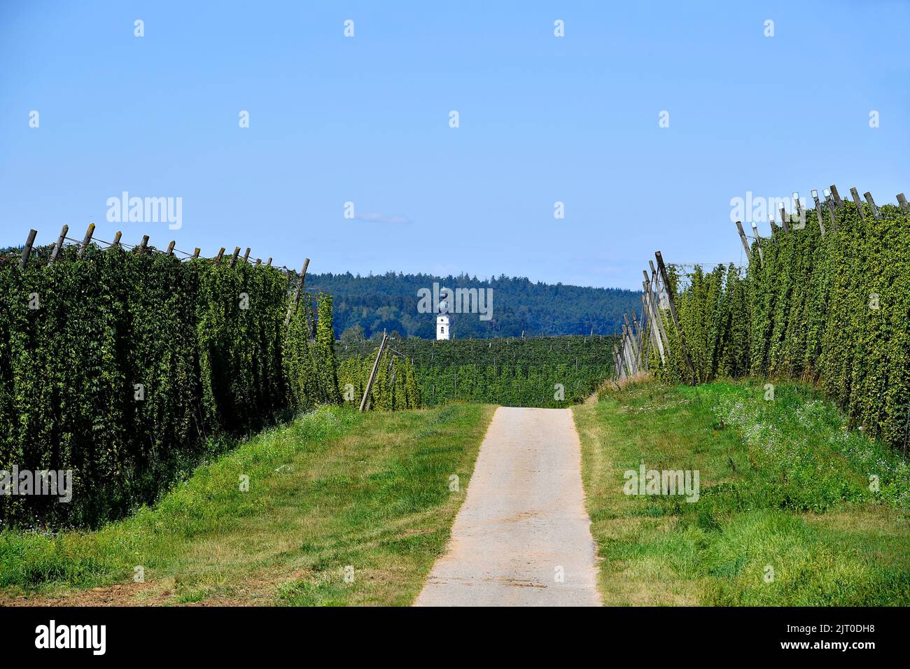 Church, steeple, Hop, Hops ready for harvest, overview of hop garden ...