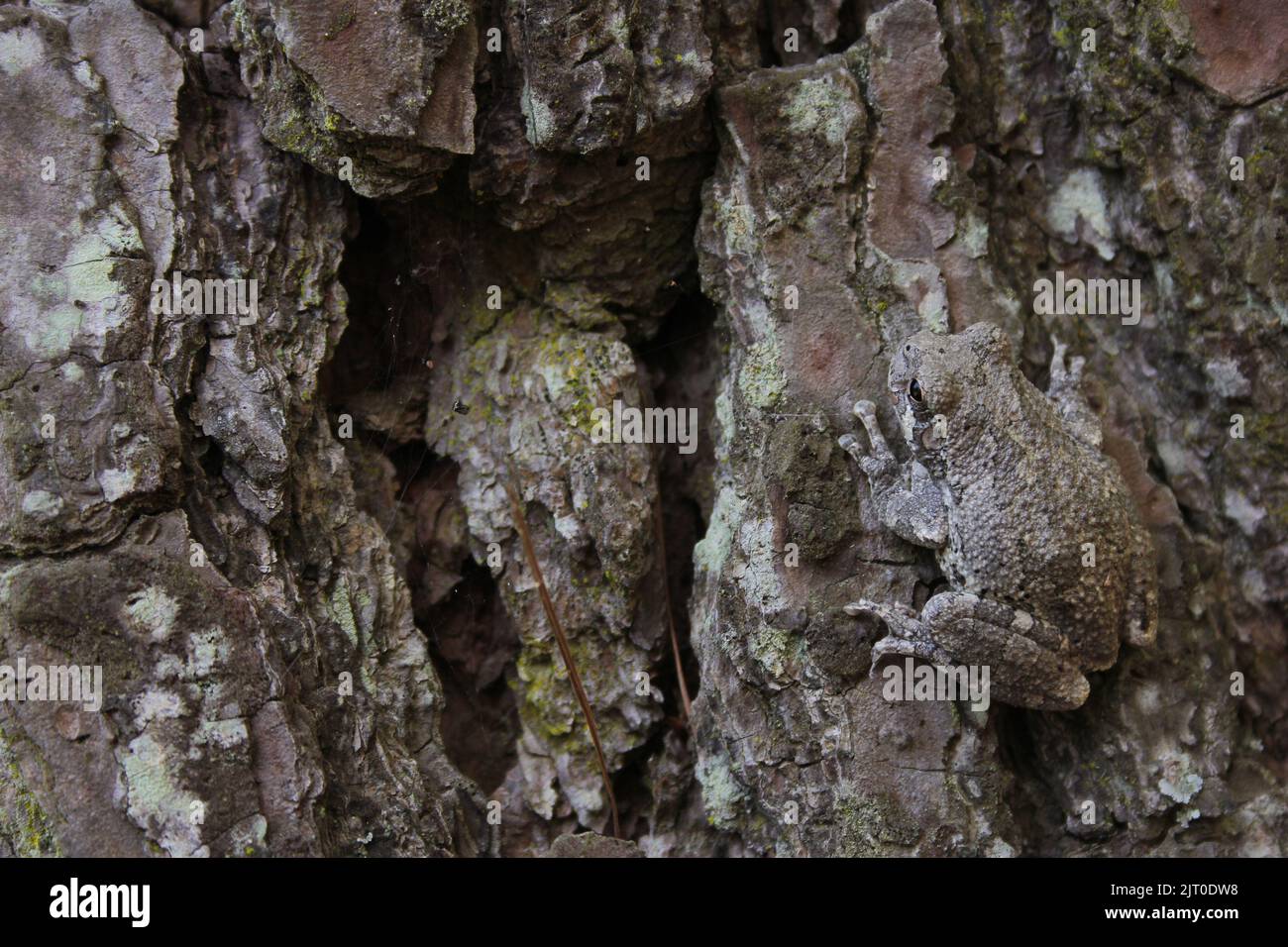 Gray Tree Frog Hyla chrysoscelis on pine tree in East Texas Stock Photo ...