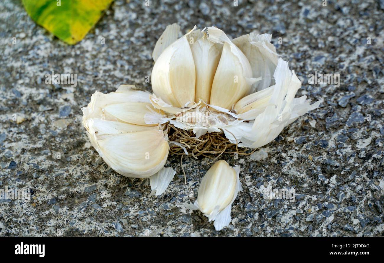 Garlic cloves on cement background, close-up Stock Photo - Alamy