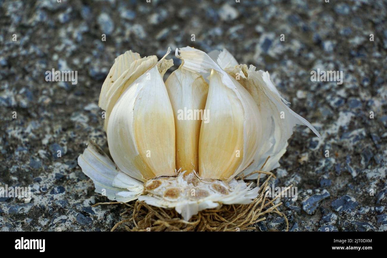 Garlic cloves on cement background, close-up Stock Photo - Alamy
