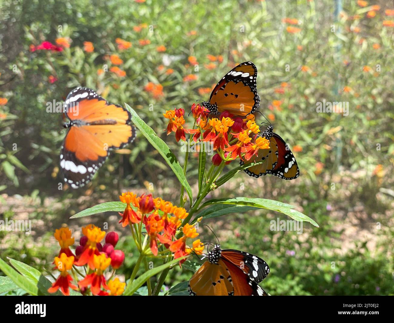 Slow insect motion hi-res stock photography and images - Alamy