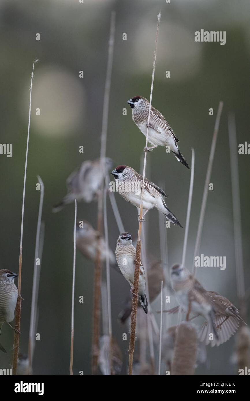 Three Plum-headed finches are the key subjects in a small flock of ...