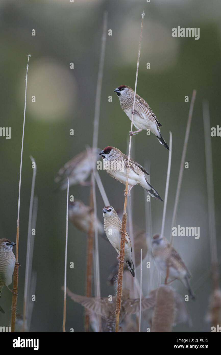 Three Plum-headed finches are the key subjects in a small flock of ...