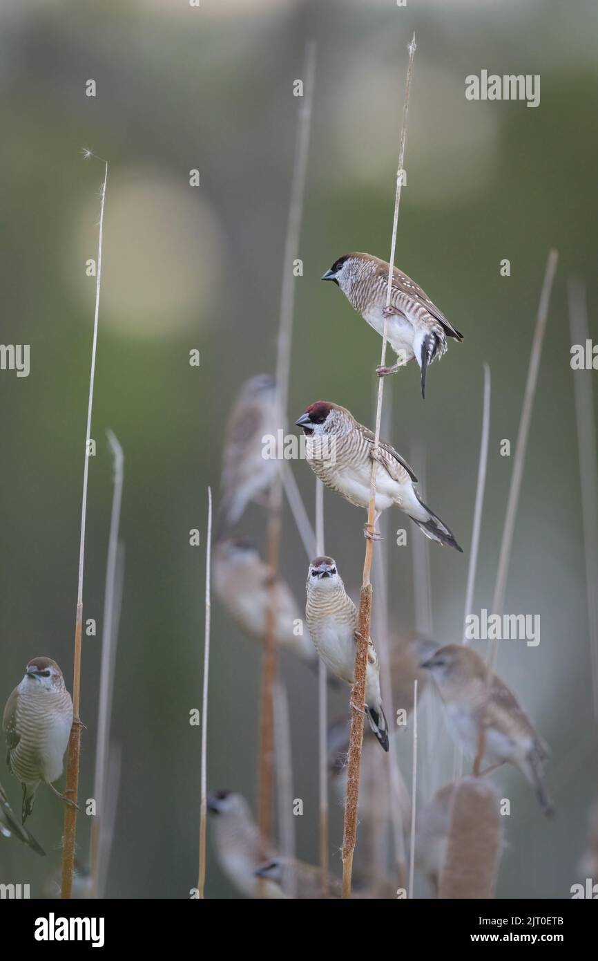 Plum head finches hi-res stock photography and images - Alamy