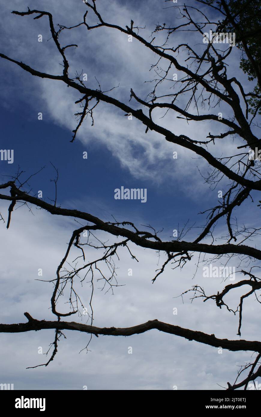 Arbre de branches hi-res stock photography and images - Alamy