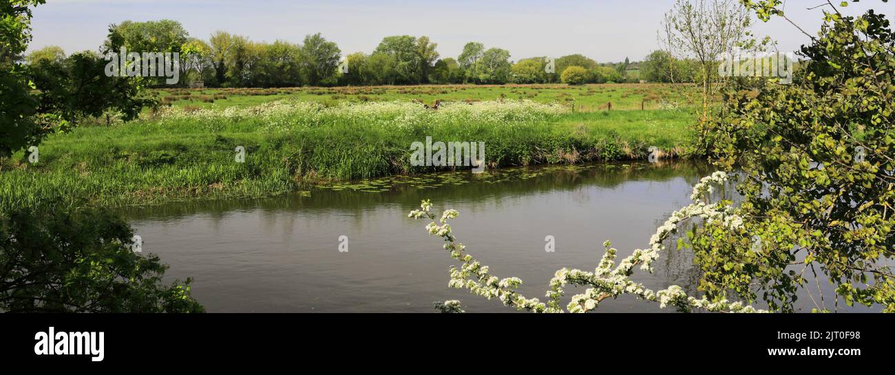 Summer view over Ferry Meadows country park, Peterborough ...