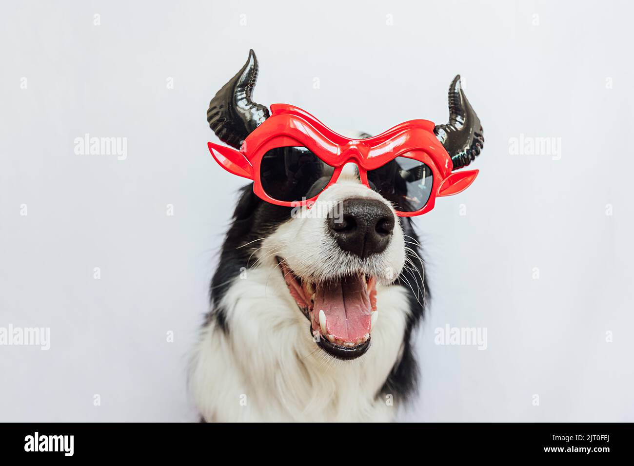 Trick or Treat concept. Funny puppy dog border collie dressed in ...