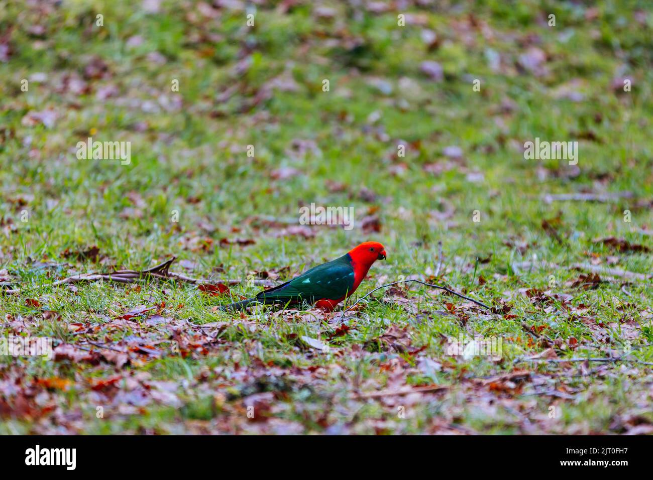 Australian King Parrot in Victoria Australia Stock Photo - Alamy