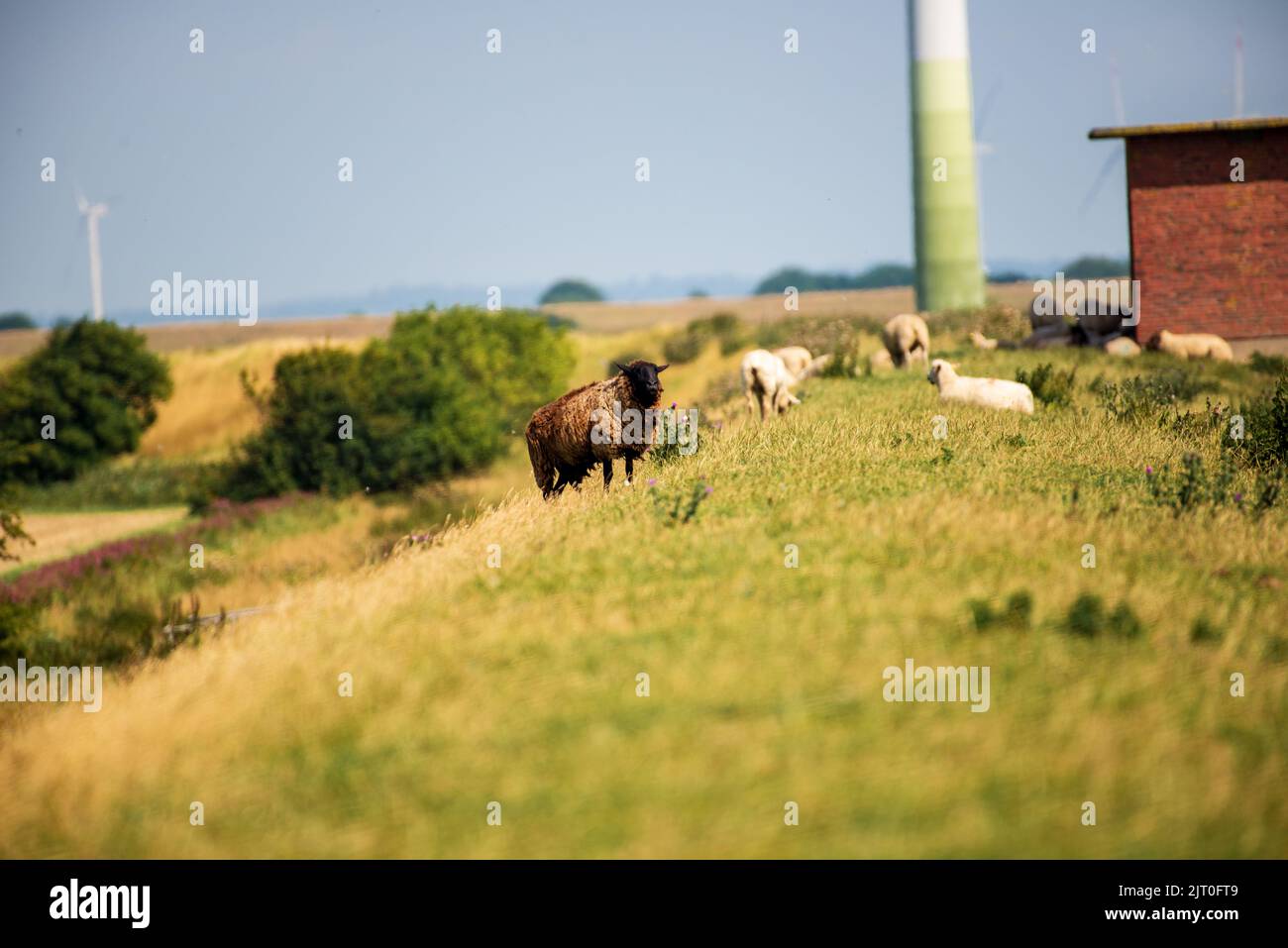 Stand Out In A Crowd Sheep