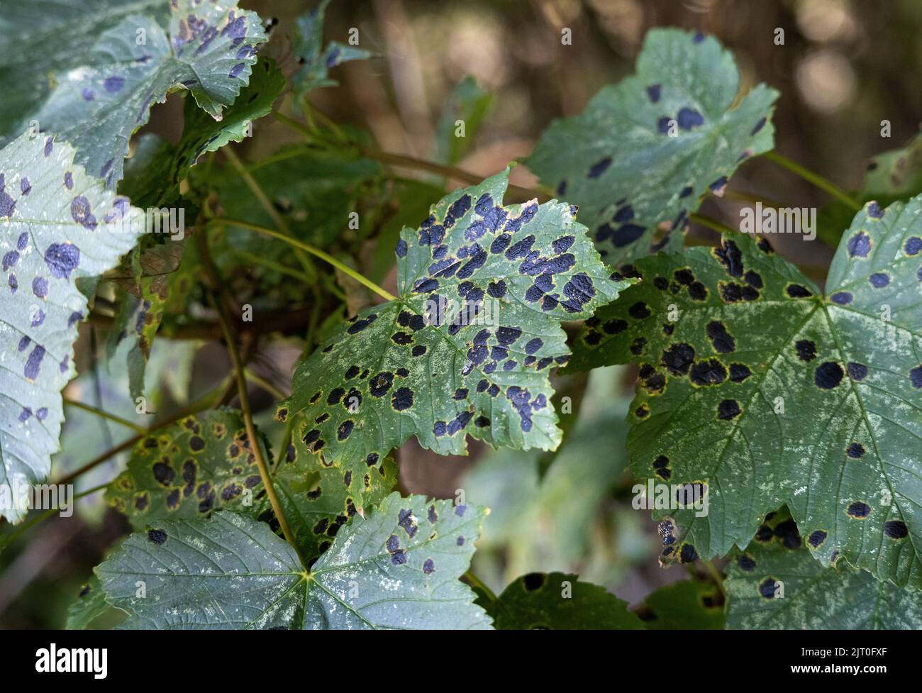 Sycamore and other types of Acer trees often succumb to the blight of ...