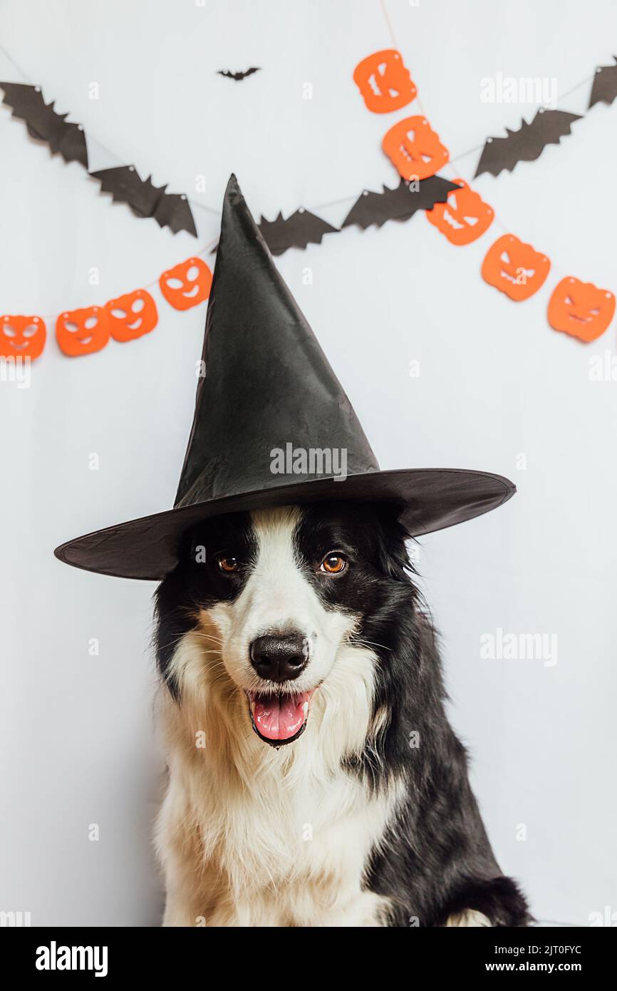 Trick or Treat concept. Funny puppy dog border collie dressed in ...