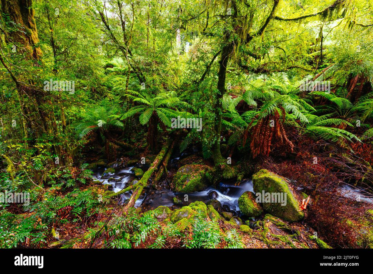Rainforest Gallery Warburton in Victoria Australia Stock Photo - Alamy
