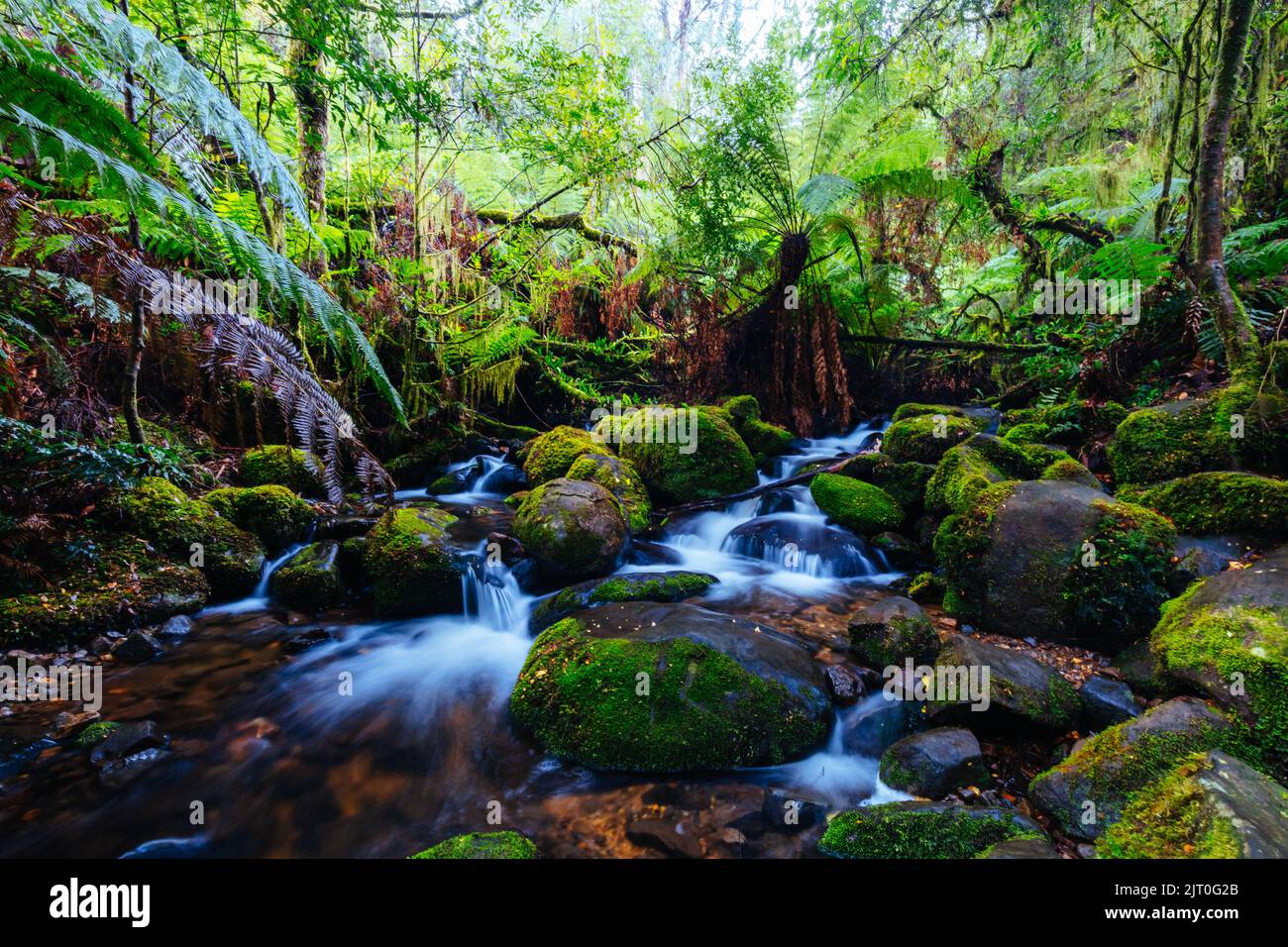 Rainforest Gallery Warburton in Victoria Australia Stock Photo - Alamy