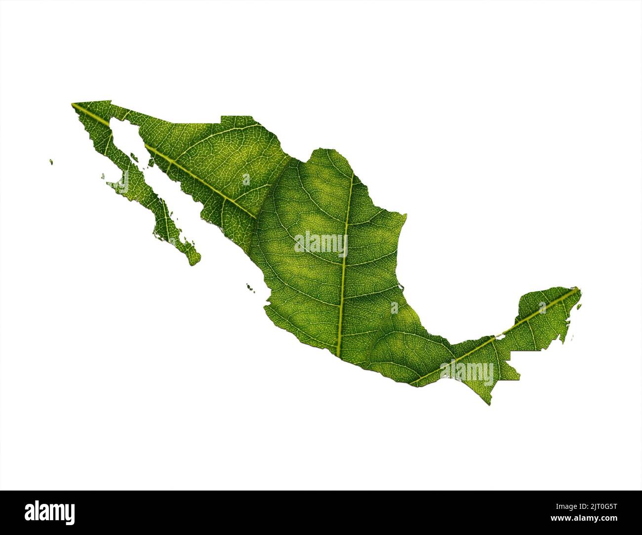 The map of Mexico made of green leaves on the white background Stock ...