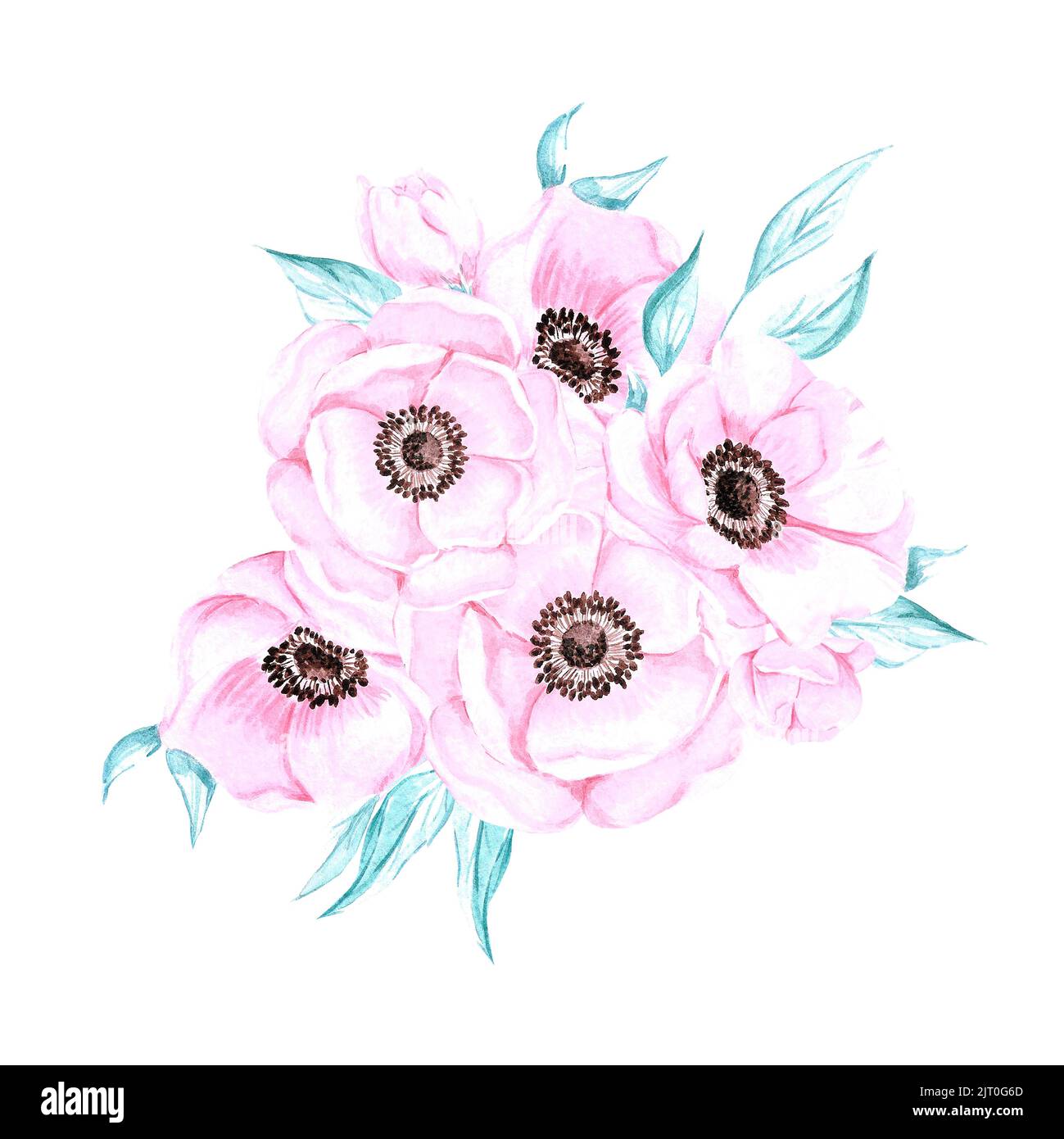 Handdrawn anemone composition. Watercolor wind flower on the white ...