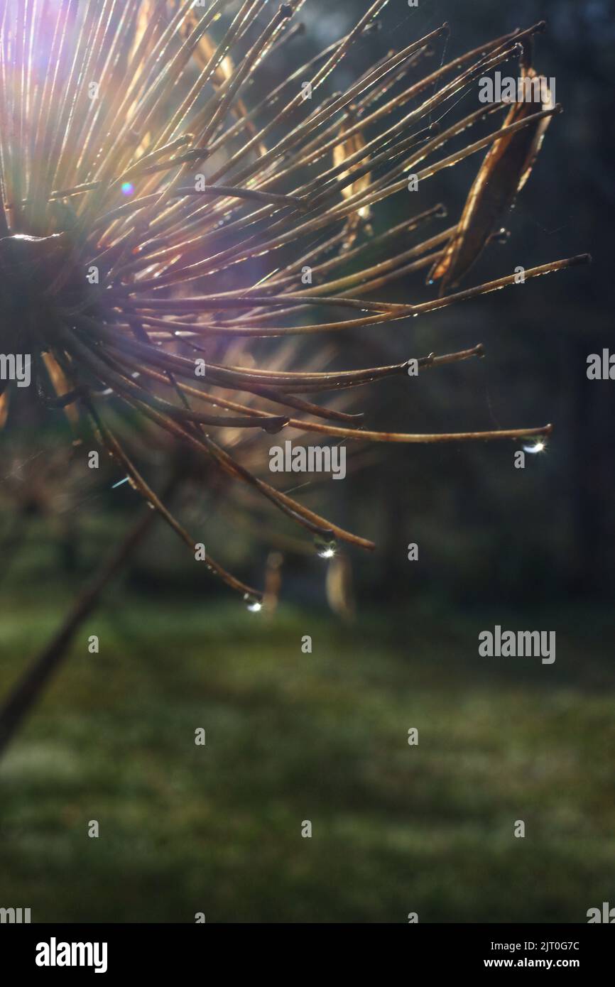 A vertical shot of an ornamental onion on the blurry background Stock ...