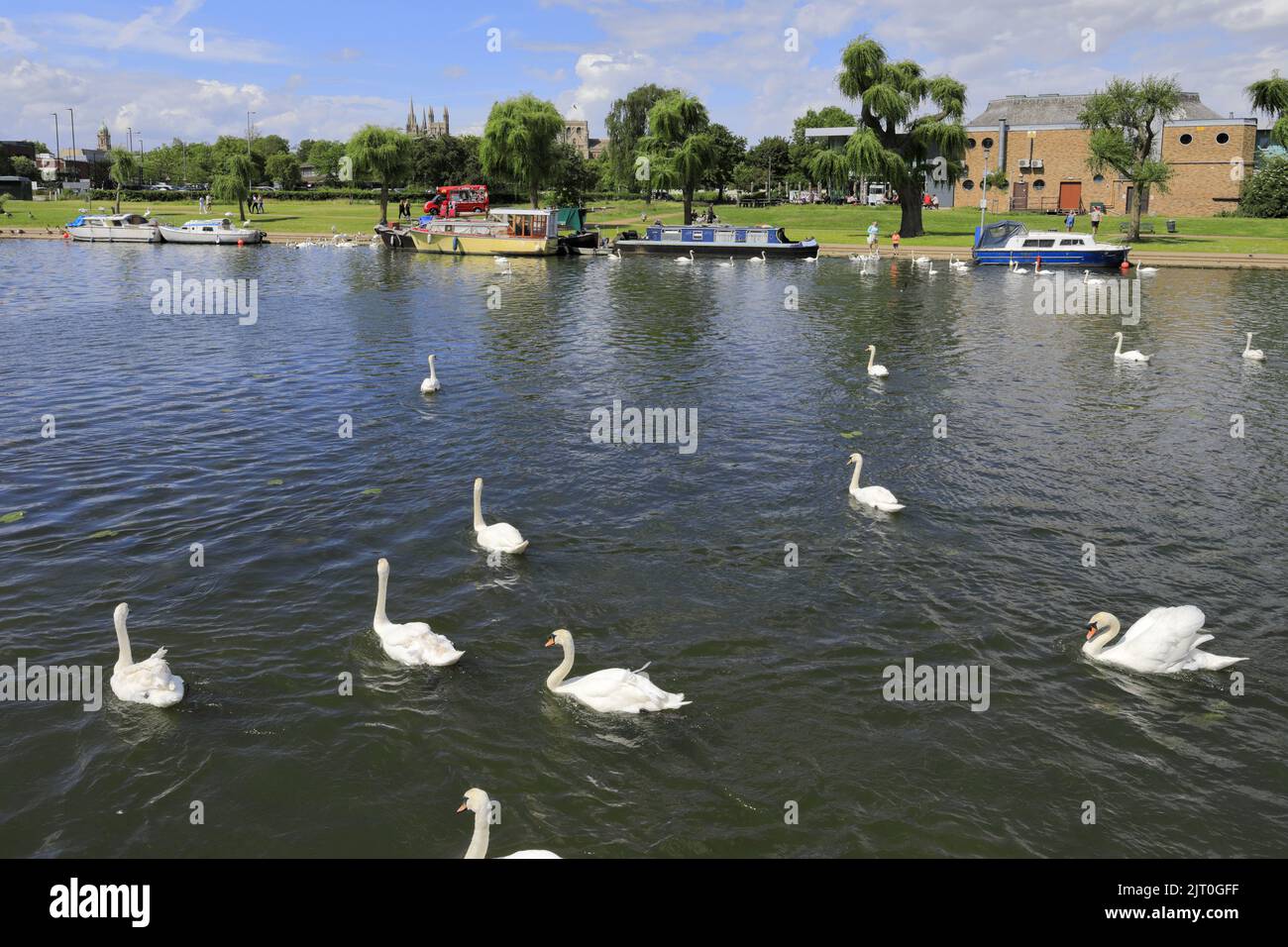 Swans on the River Nene, Embankment Gardens, Peterborough City ...