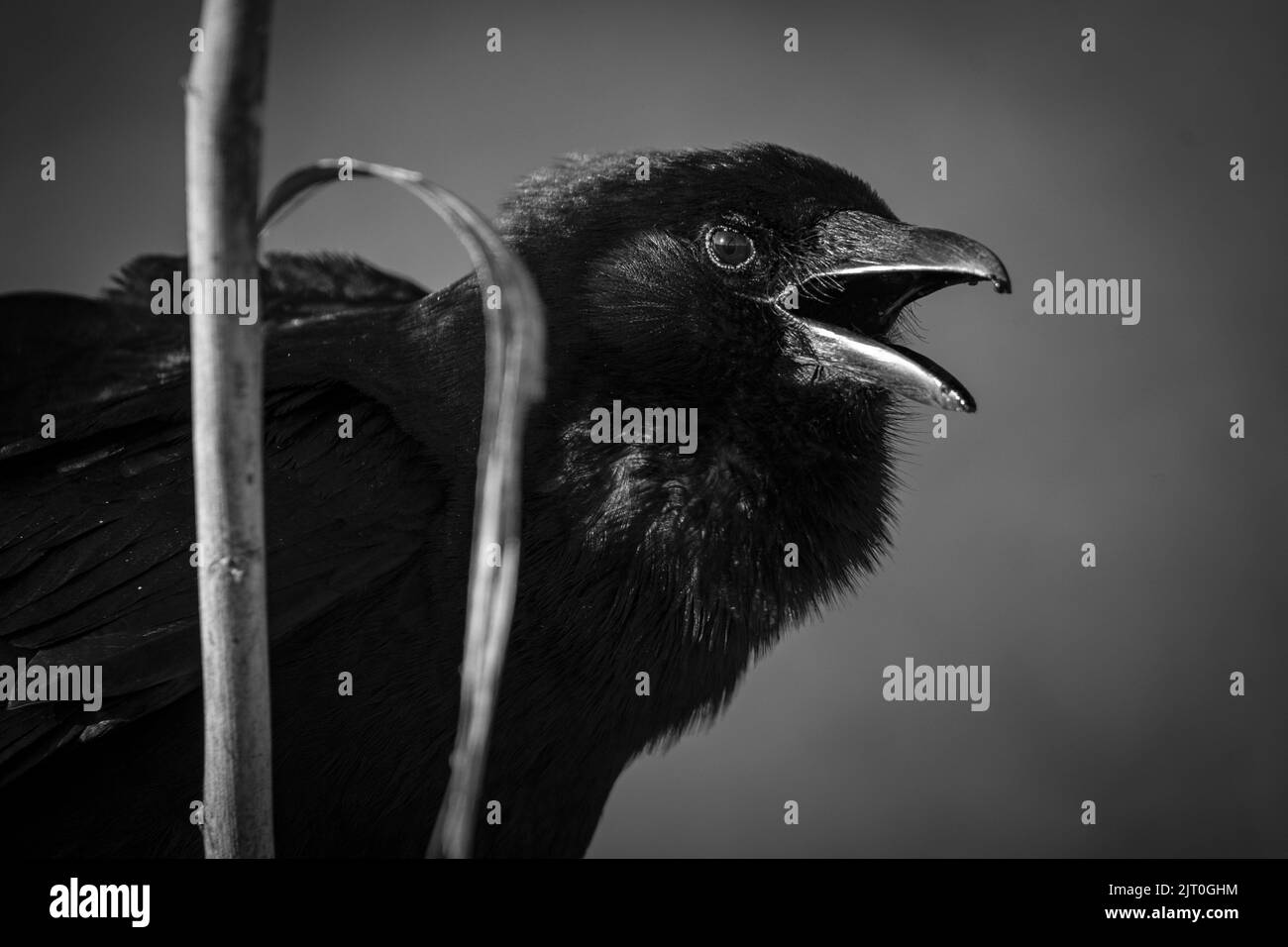 Crow with open beak Black and White Stock Photos & Images - Alamy