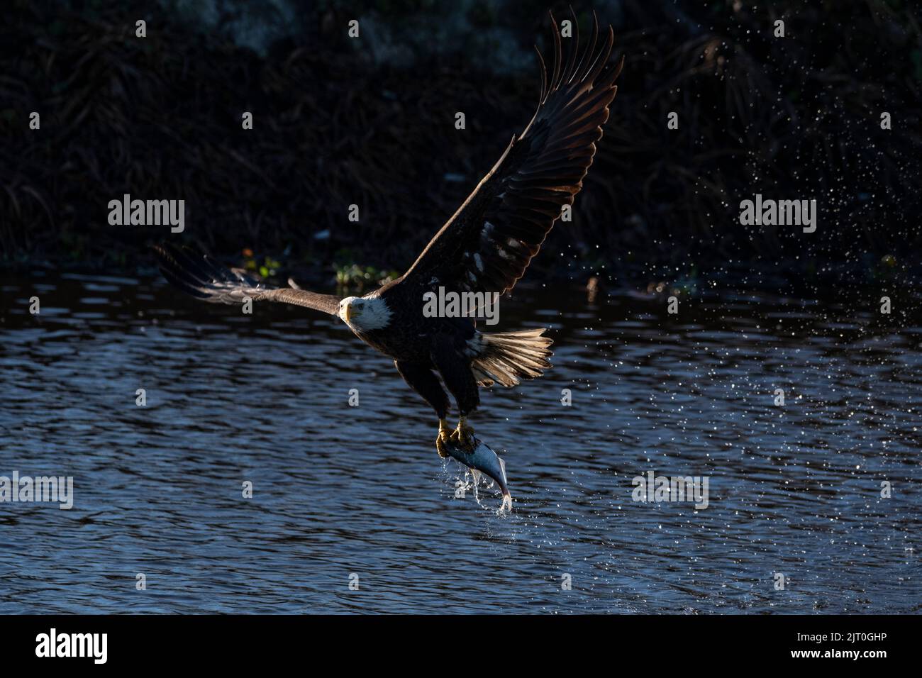 Bald eagle in flight over water hi-res stock photography and images - Alamy