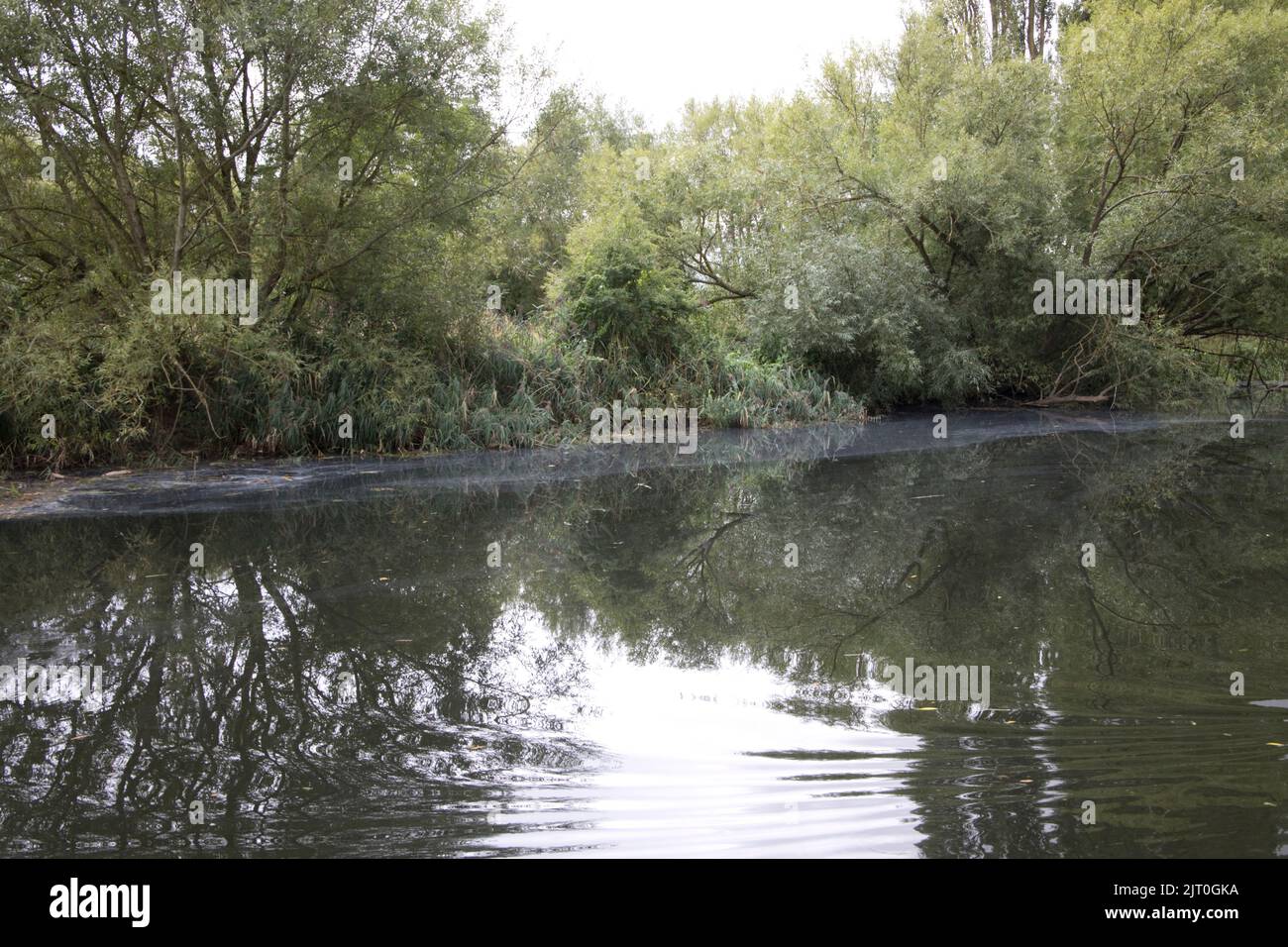 Sewage outflow from storm drain colouring the River Avon Warkwickshire ...