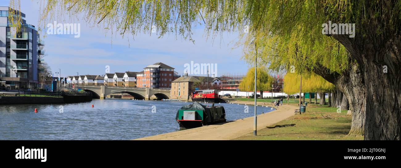 Swans at the River Nene Embankment Gardens, Peterborough City ...