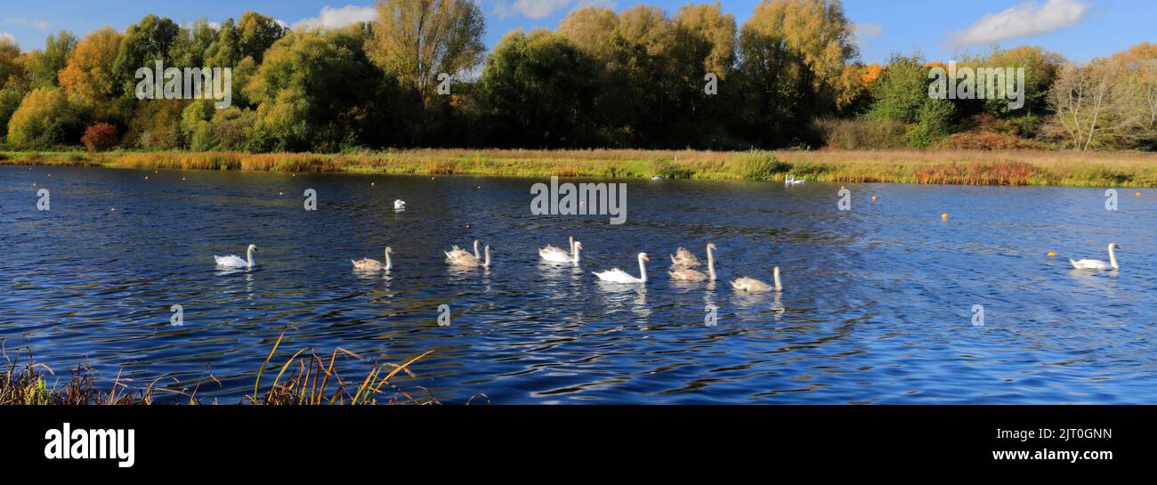 The rowing lake at Thorpe Meadows, Peterborough city, Cambridgeshire ...