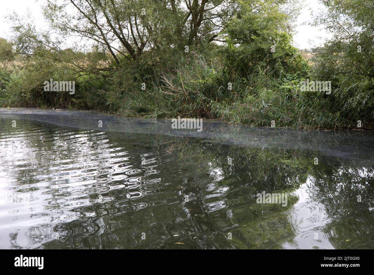 Sewage outflow from storm drain colouring the River Avon Warkwickshire ...