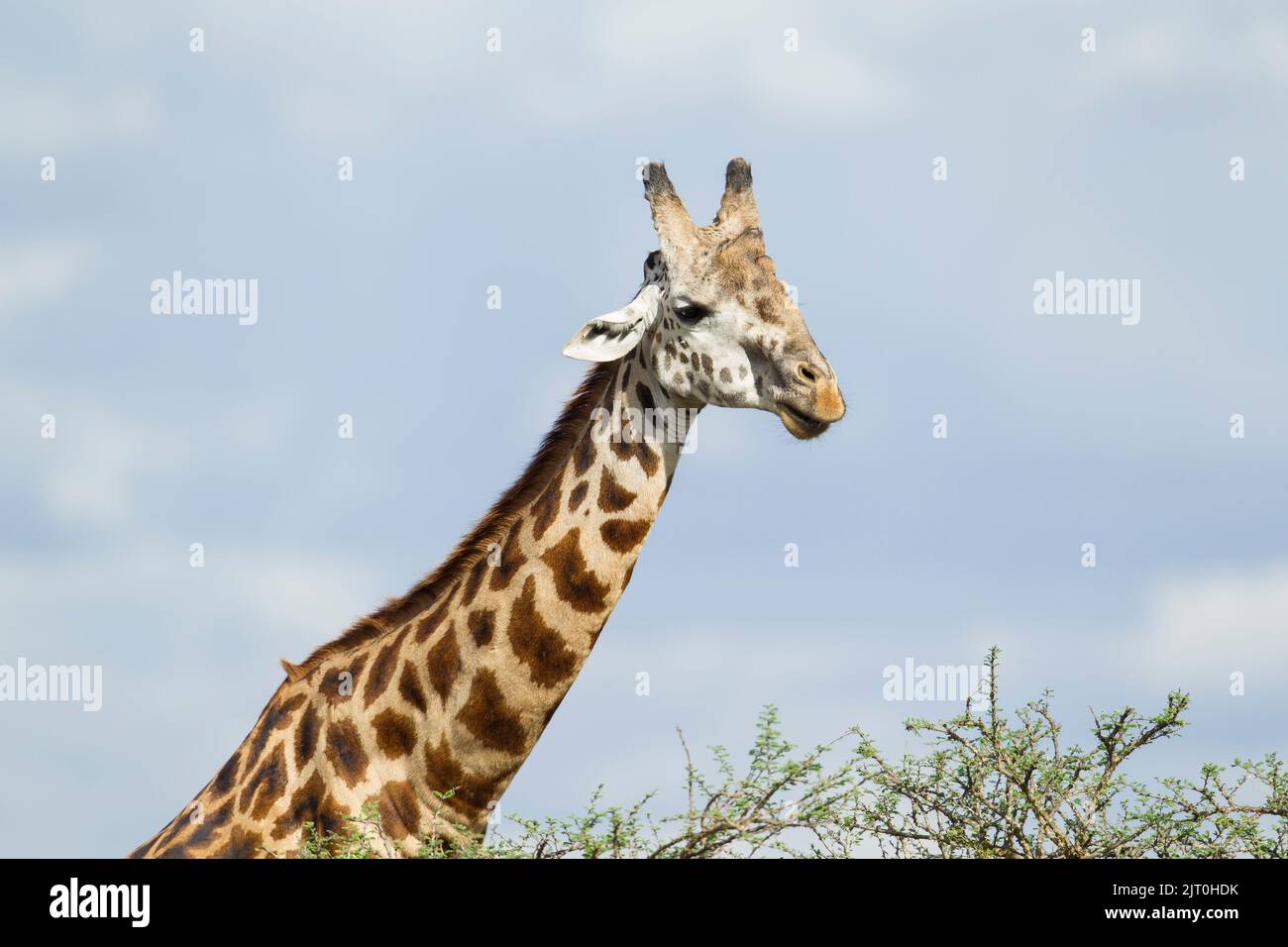 Giraffe (Giraffa camelopardalis), Masai race, tippelskirchi Stock Photo ...