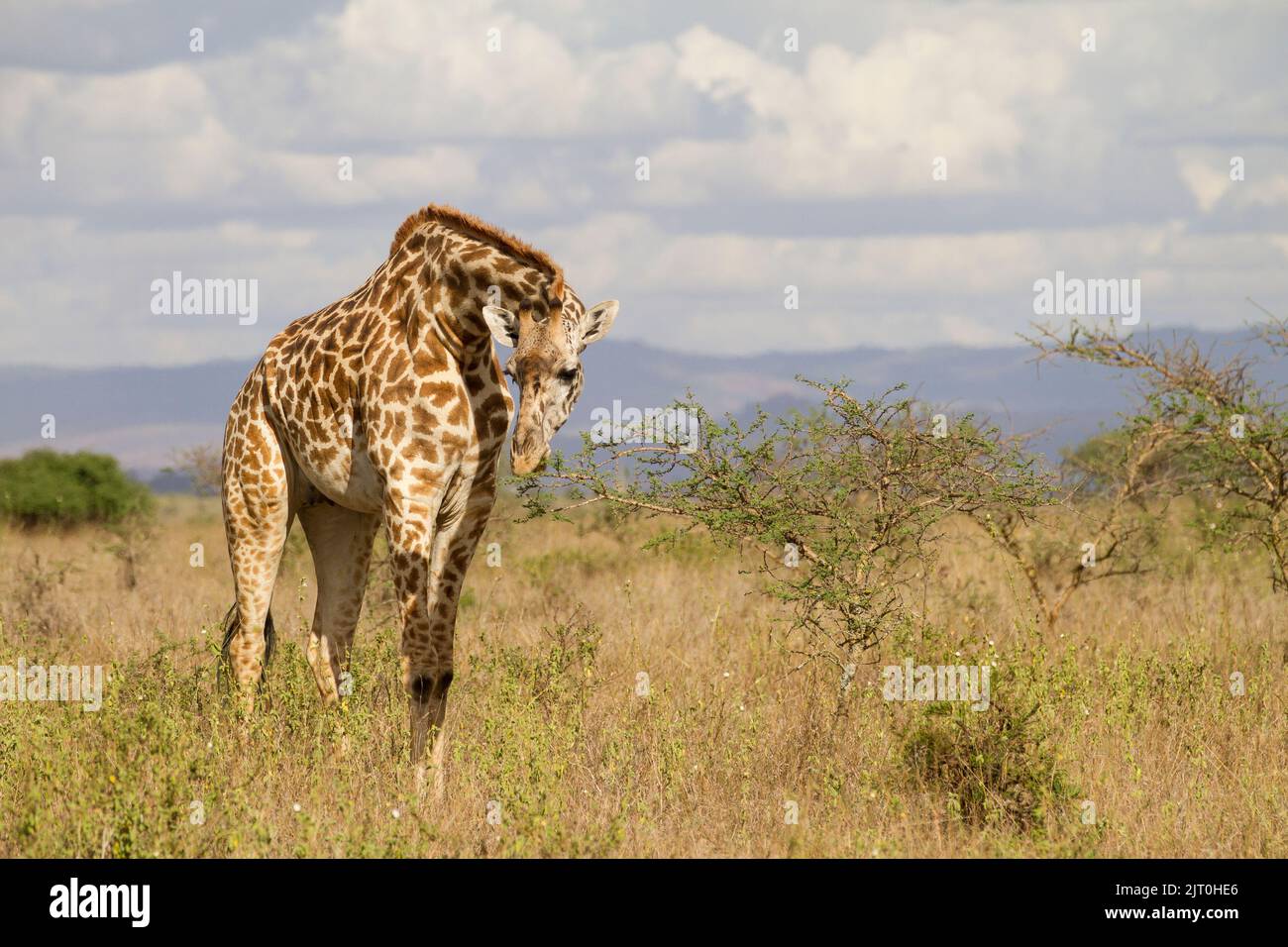 Giraffe (Giraffa camelopardalis), Masai race, browsing on acacia Stock ...