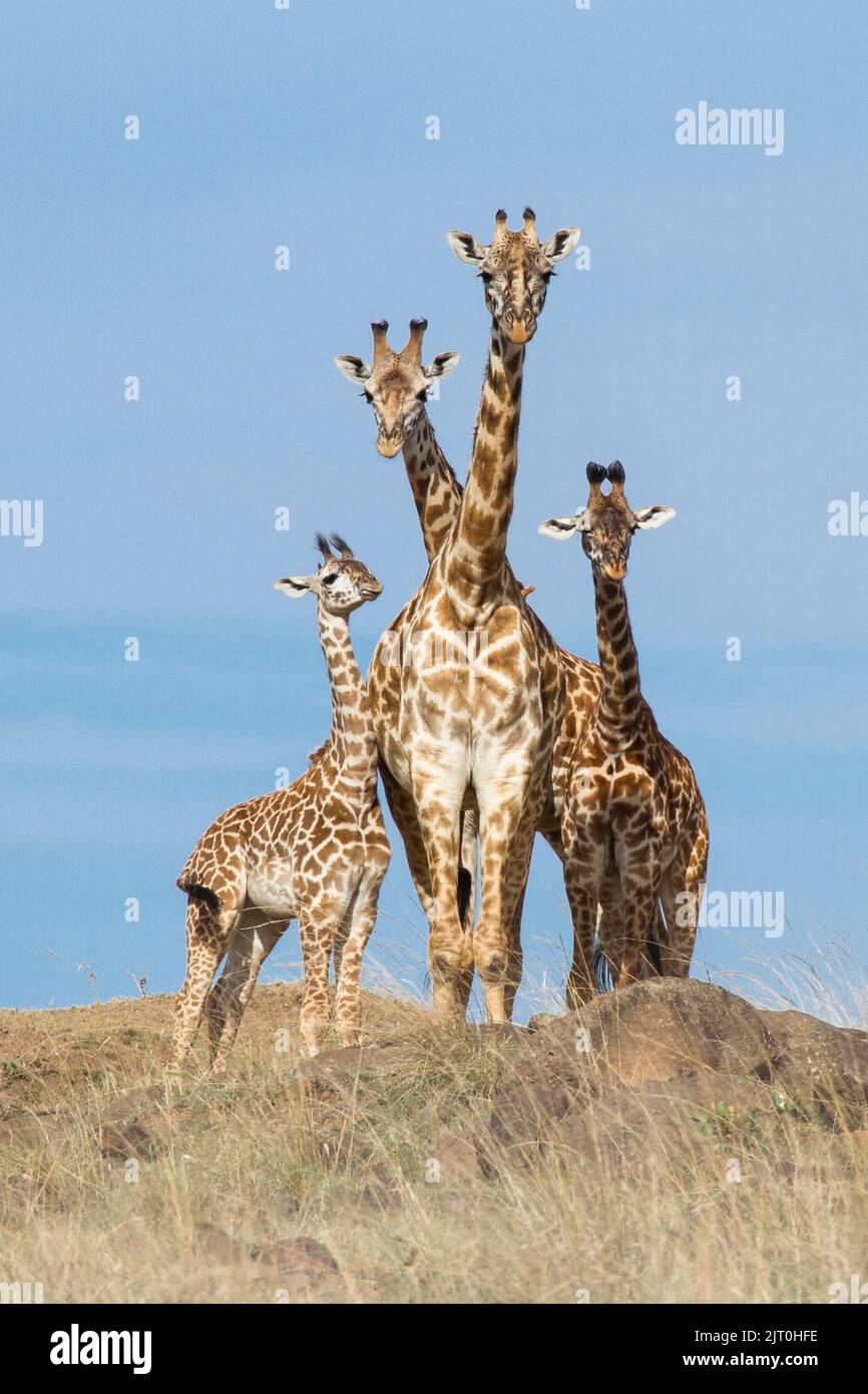 Group giraffe masai race hi-res stock photography and images - Alamy