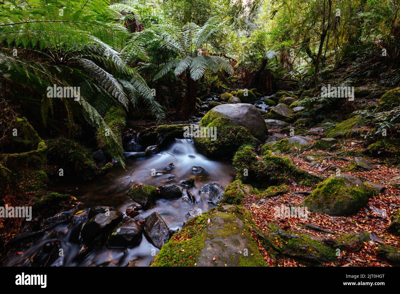 Rainforest Gallery Warburton in Victoria Australia Stock Photo - Alamy