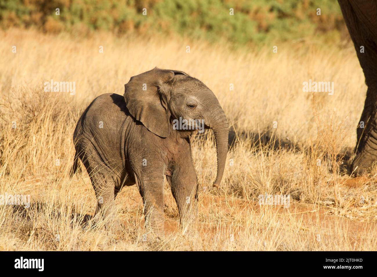 African Elephant (Loxodonta africana) calf Stock Photo - Alamy