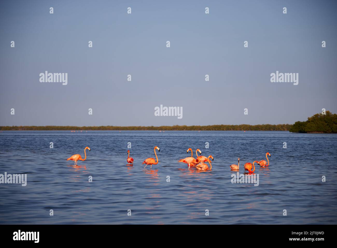 Flamingos in the water in Rio Lagartos, Mexico Stock Photo - Alamy