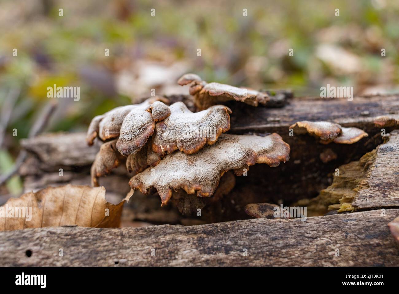 Tinder animal hi-res stock photography and images - Alamy