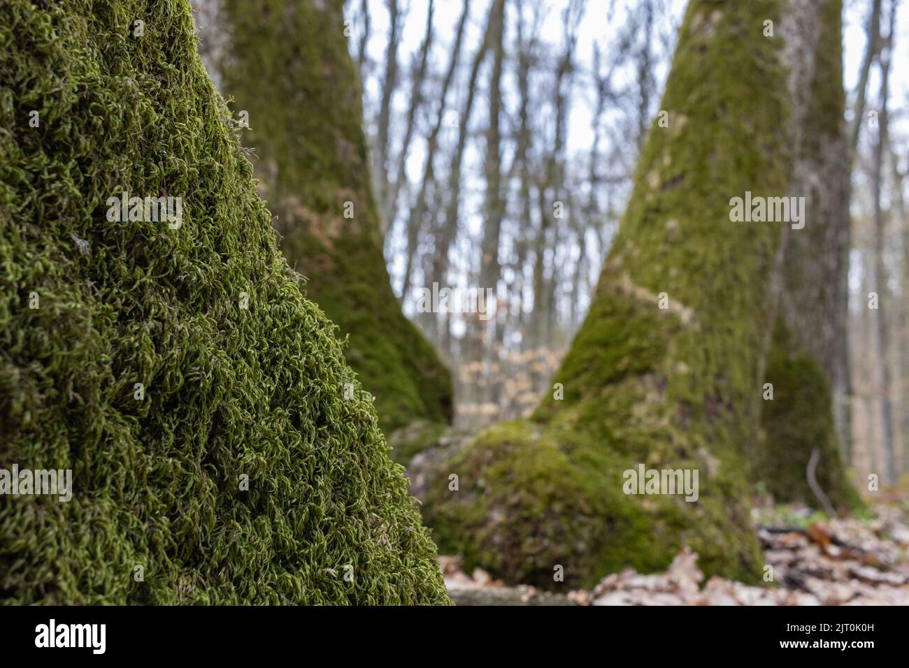 Mossy sprawling tree trunk deep in mountain forest Stock Photo - Alamy